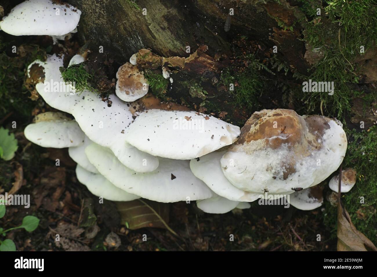 Bjerkandera fumosa, known also as Polyporus fumosus and Leptoporus ...