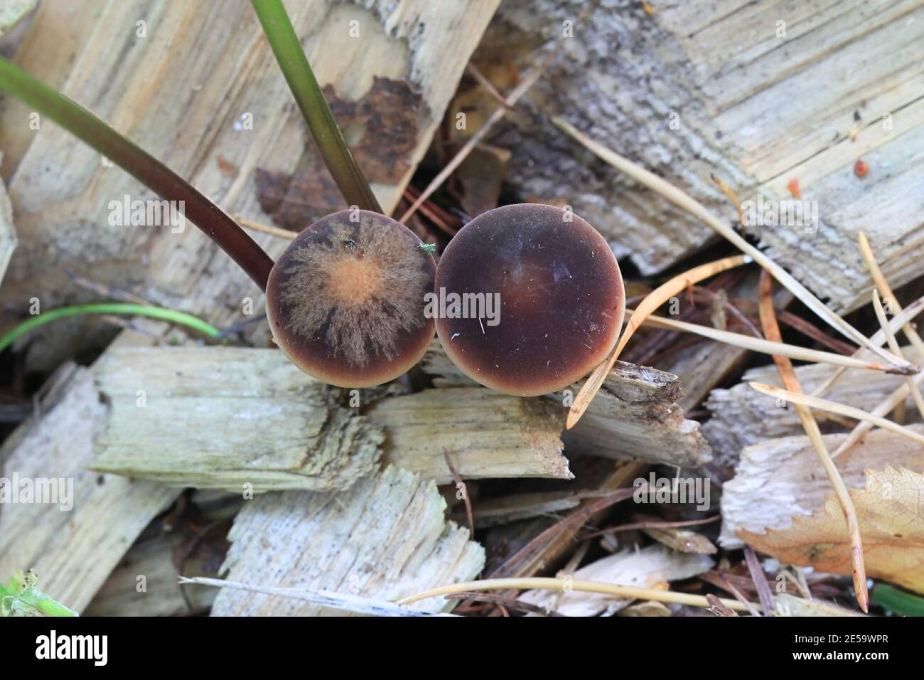 Kystikka hi-res stock photography and images - Alamy