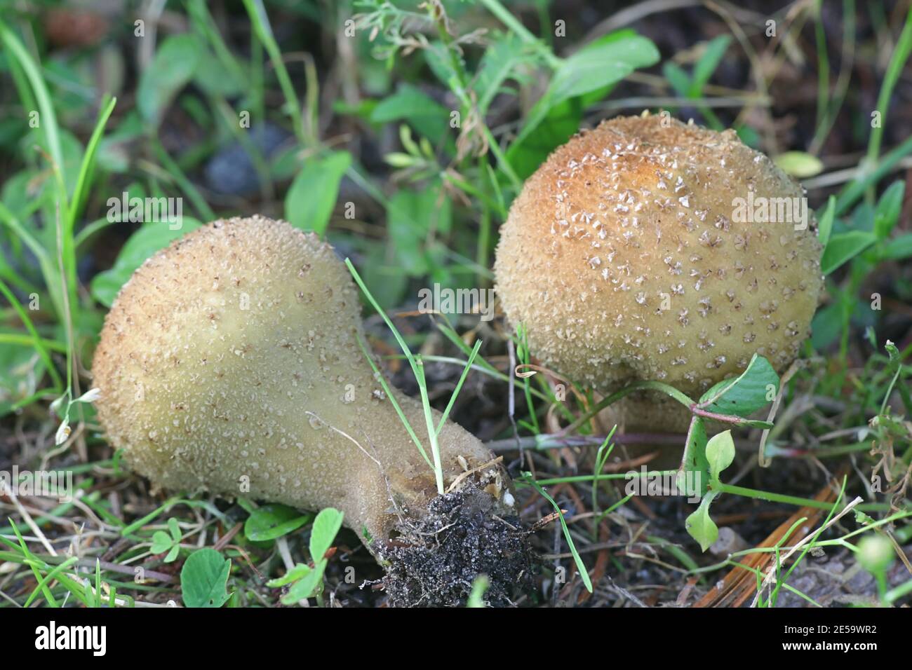 Lycoperdon umbrinum, known as Umber-Brown Puffball, wild mushroom from ...