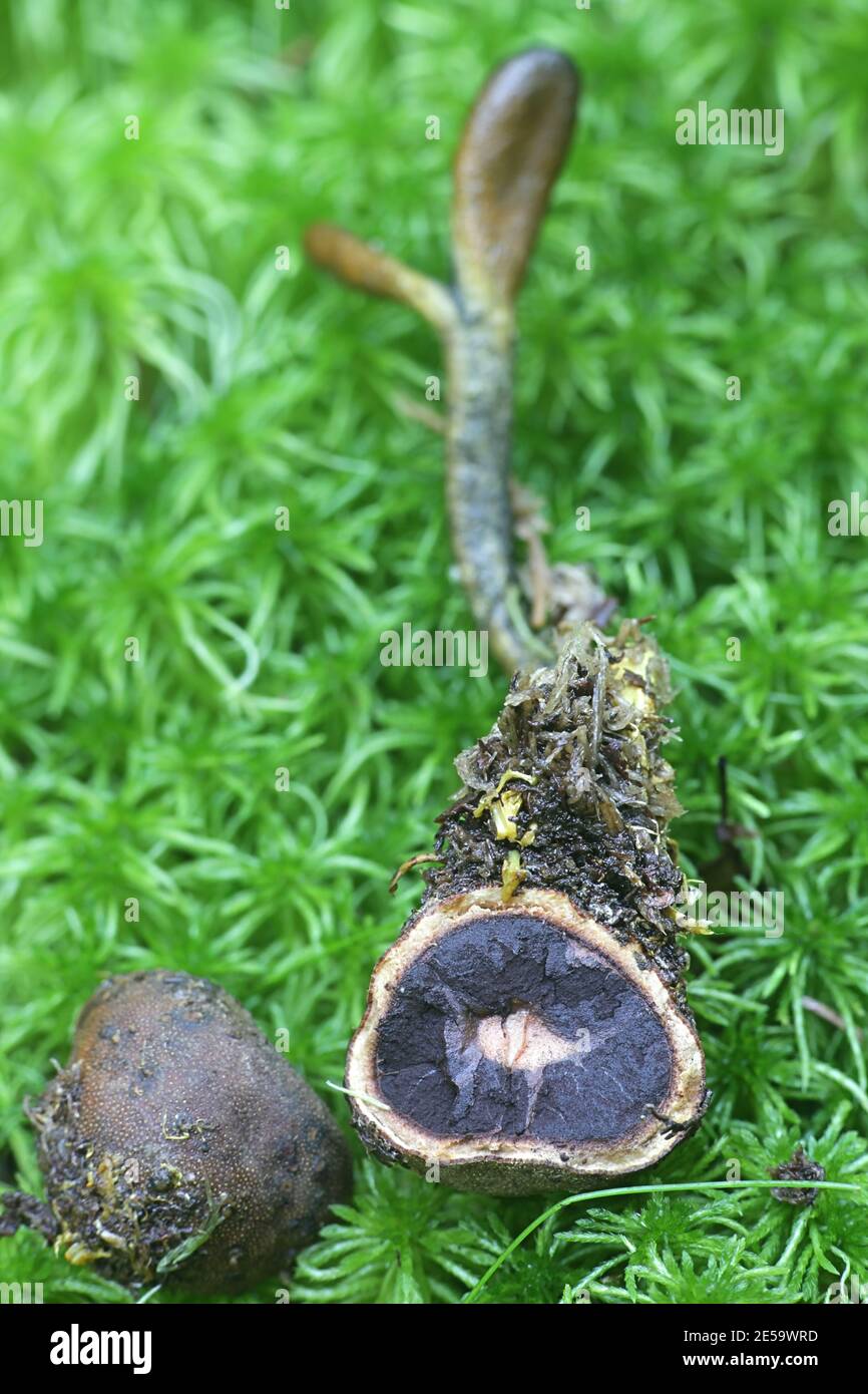 Deer truffle hi-res stock photography and images - Alamy