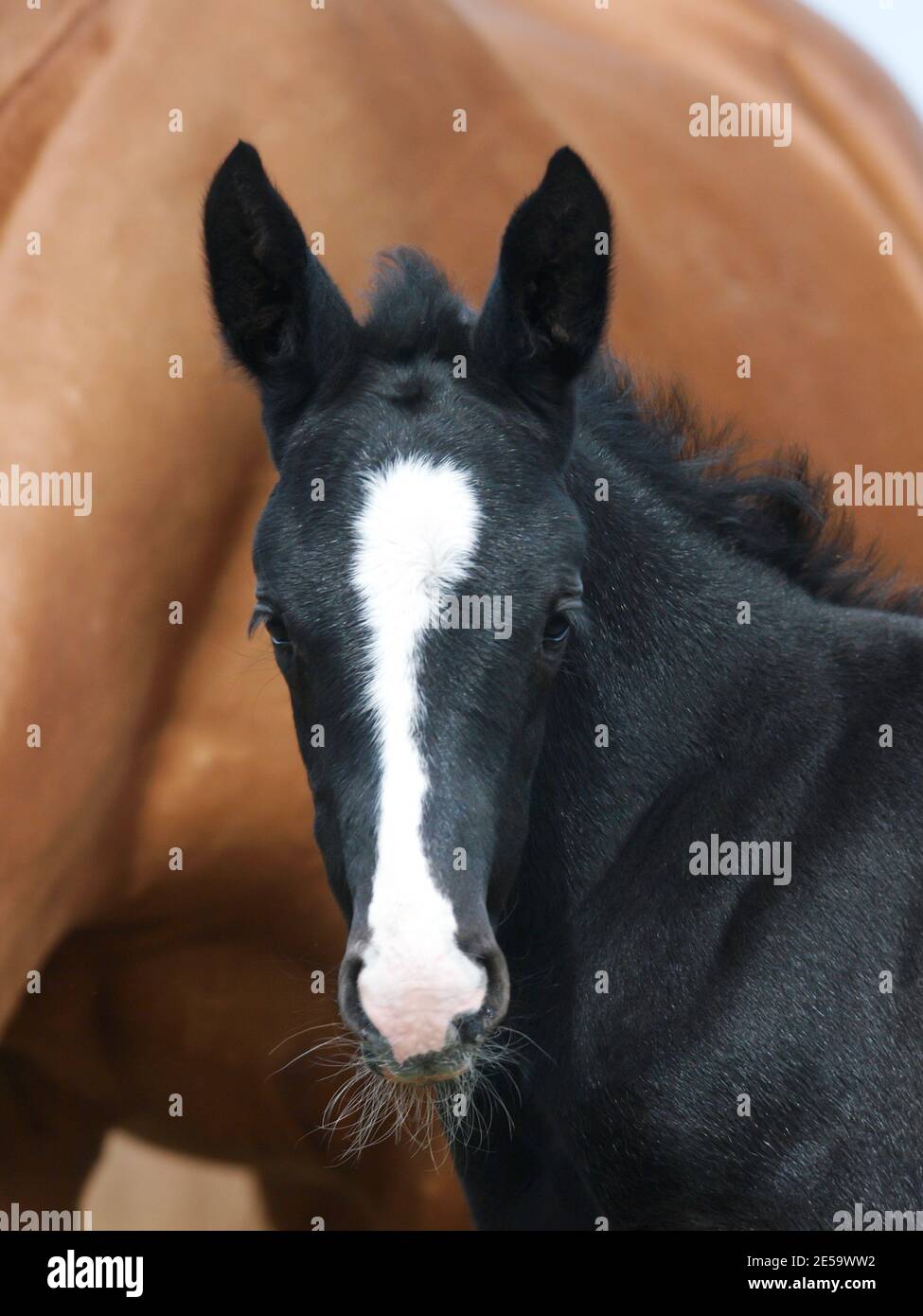 Pretty beautiful headshot hi-res stock photography and images - Alamy