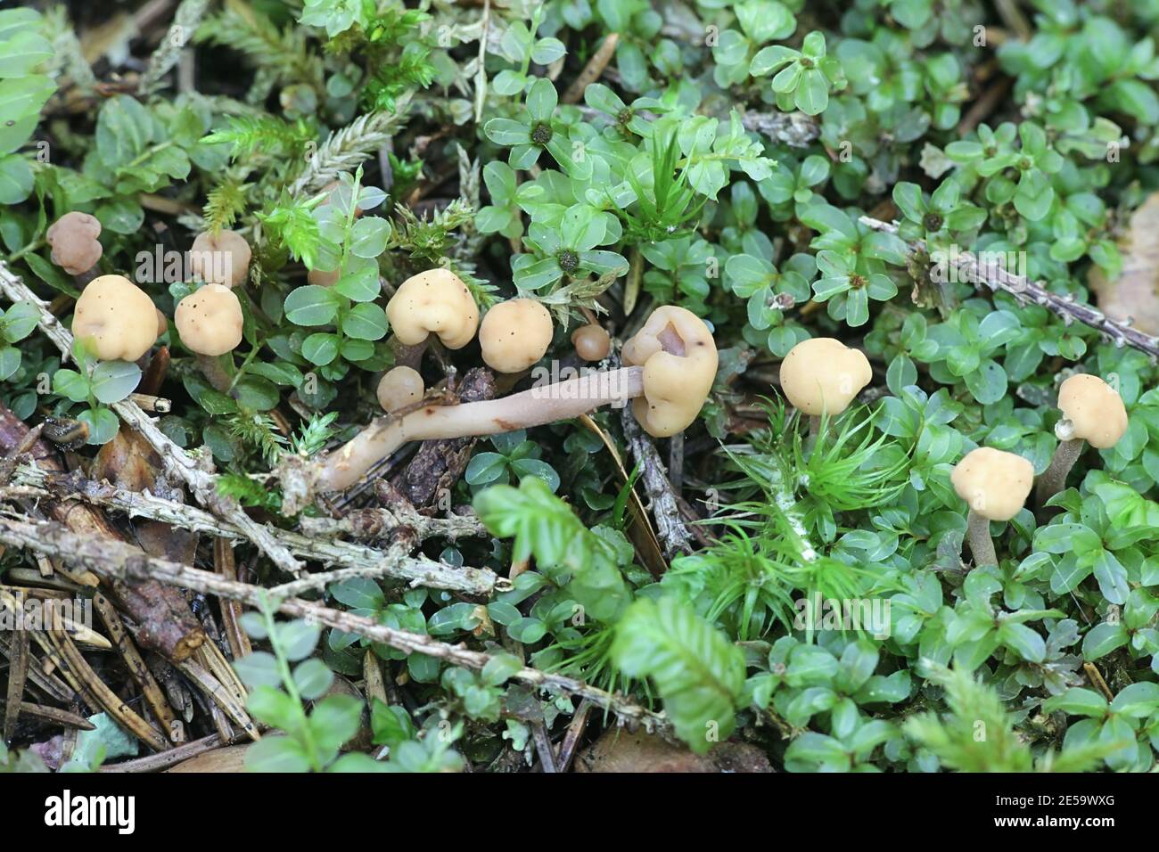 Cudonia circinans hi-res stock photography and images - Alamy