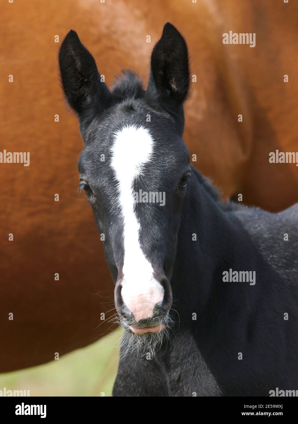 A head shot of a pretty black foal in a paddock Stock Photo - Alamy