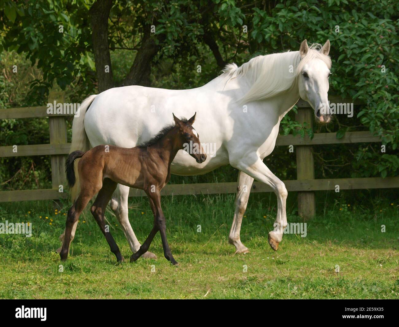 A beautiful mare and foal together in a paddock Stock Photo - Alamy