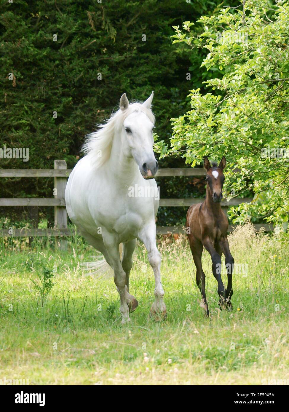 A beautiful mare and foal together in a paddock Stock Photo - Alamy