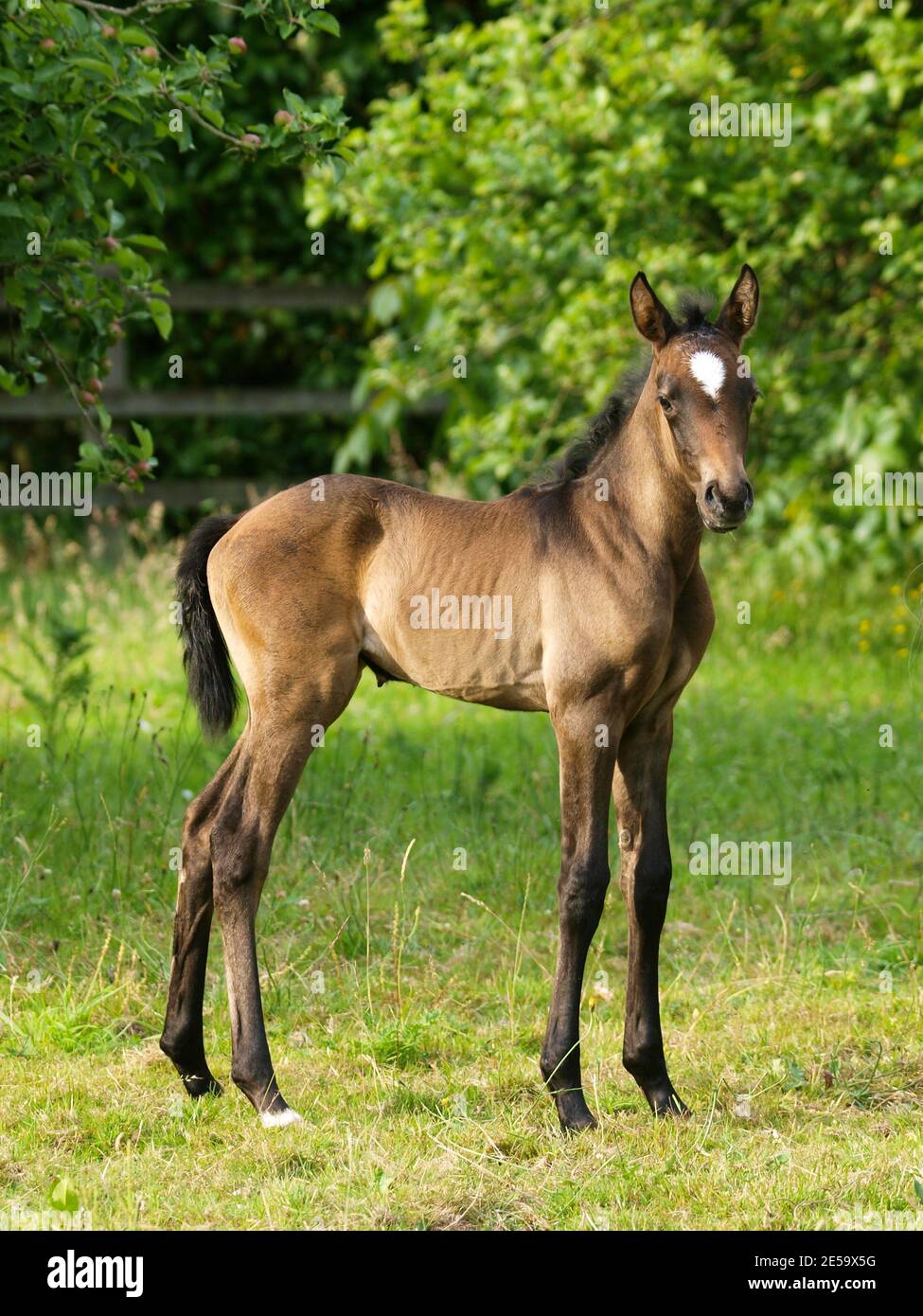 A beautiful bay foal standing in a paddock Stock Photo - Alamy