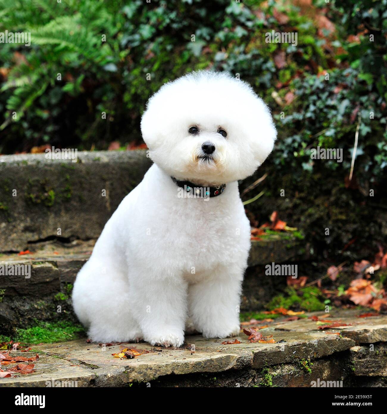 Frise dog hi-res stock photography and images - Alamy