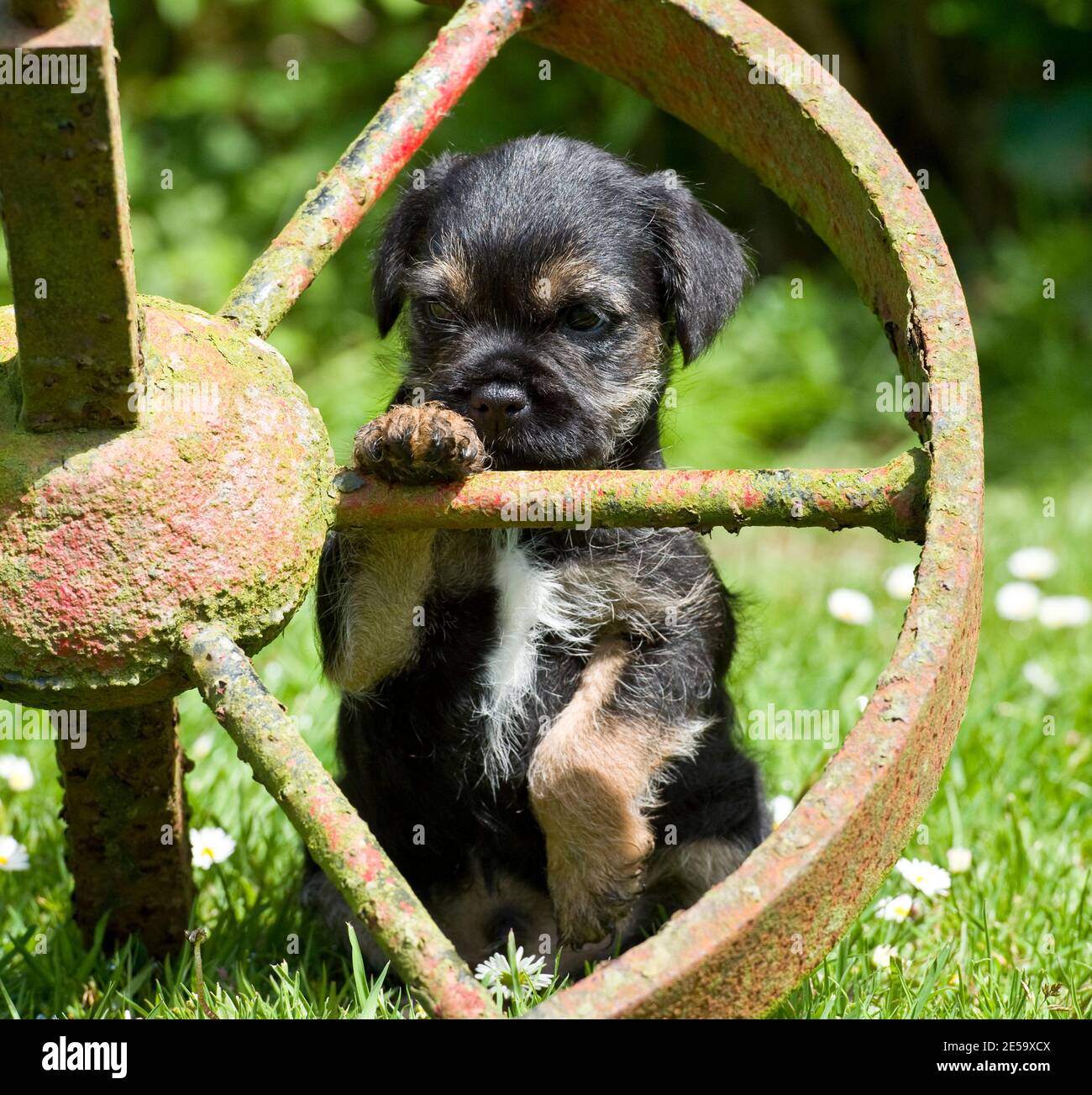 Border terrier puppy dog Stock Photo - Alamy