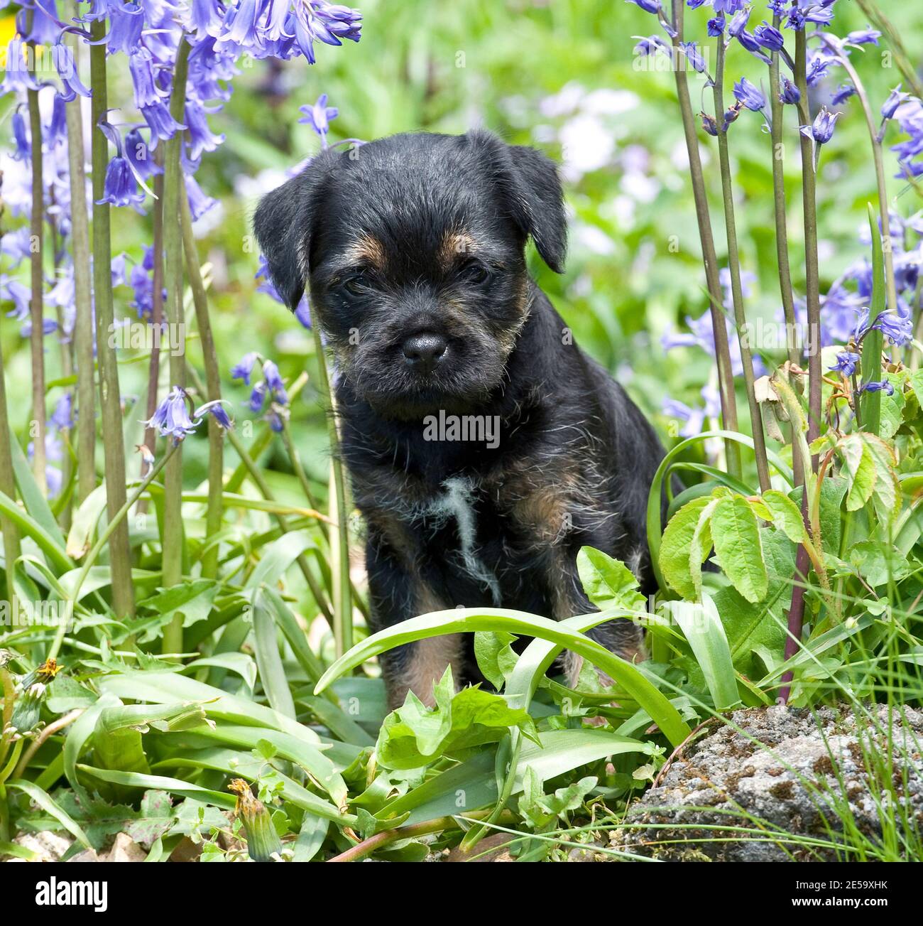 Border terrier puppy dog Stock Photo - Alamy