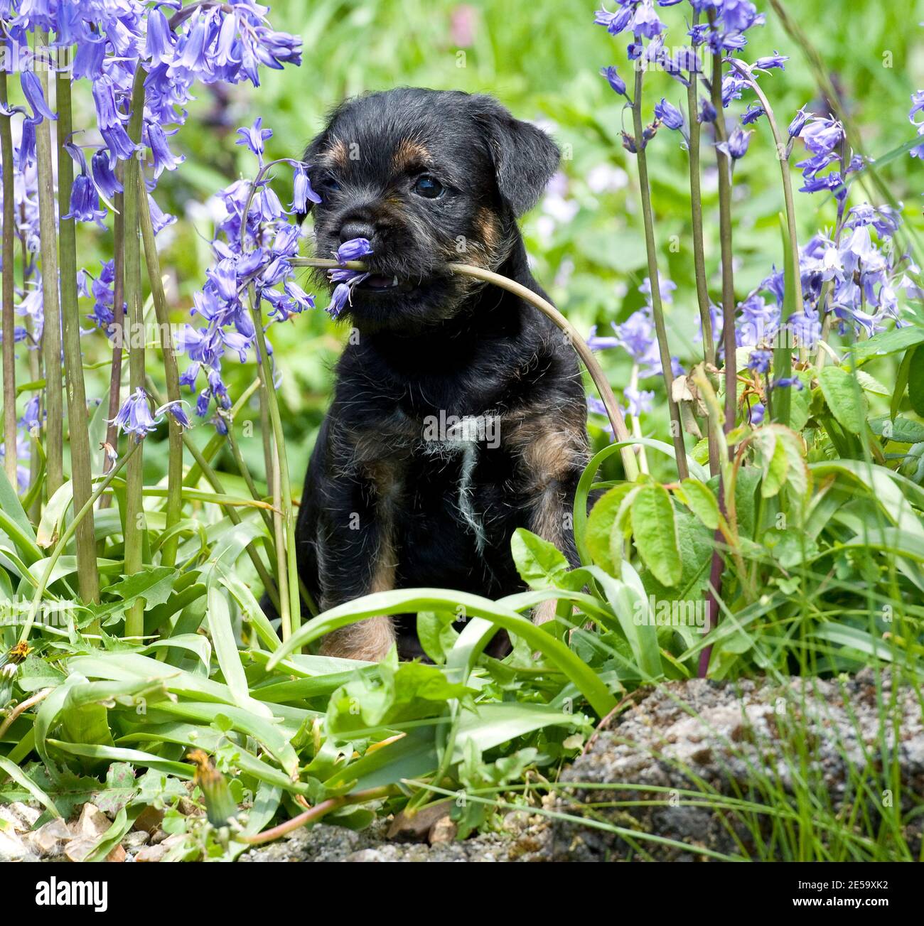 Are Border Terriers Smelly Dogs