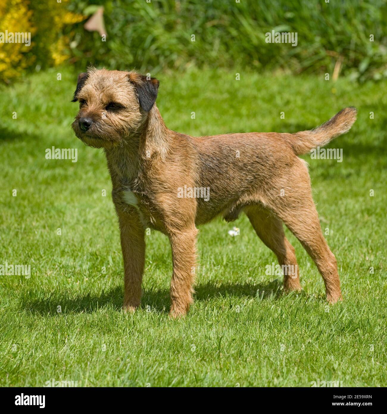 Mezcla De Border Terrier Dave Coster's Fishing Diary January Fish