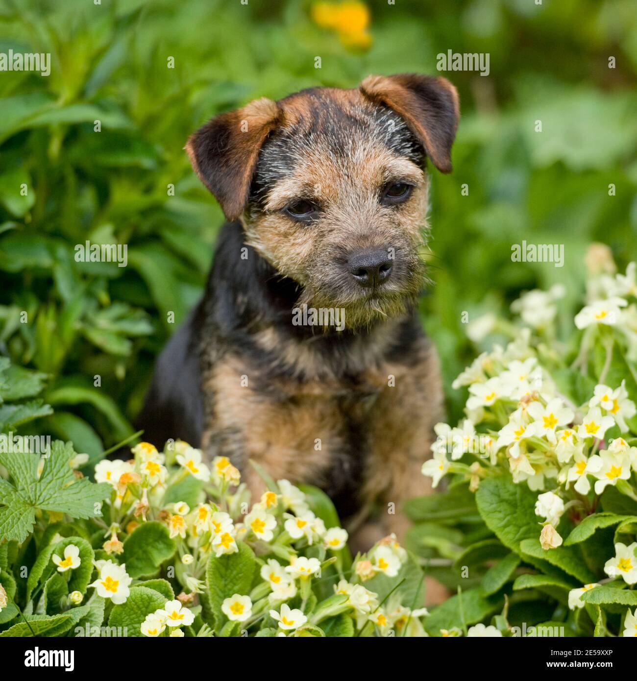 Border terrier puppy hi-res stock photography and images - Alamy
