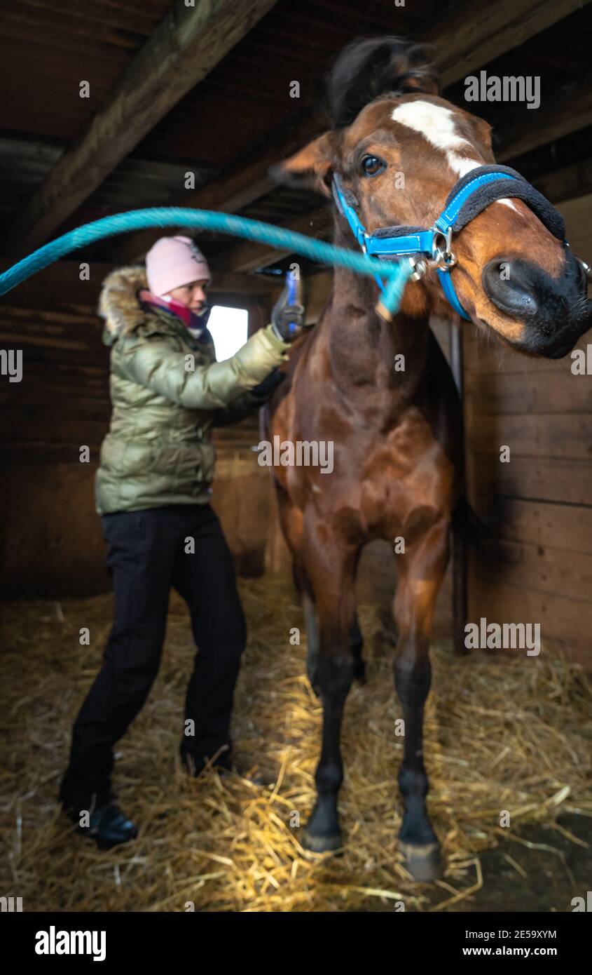 cleaning horses with the help of brushes in the barn Stock Photo - Alamy