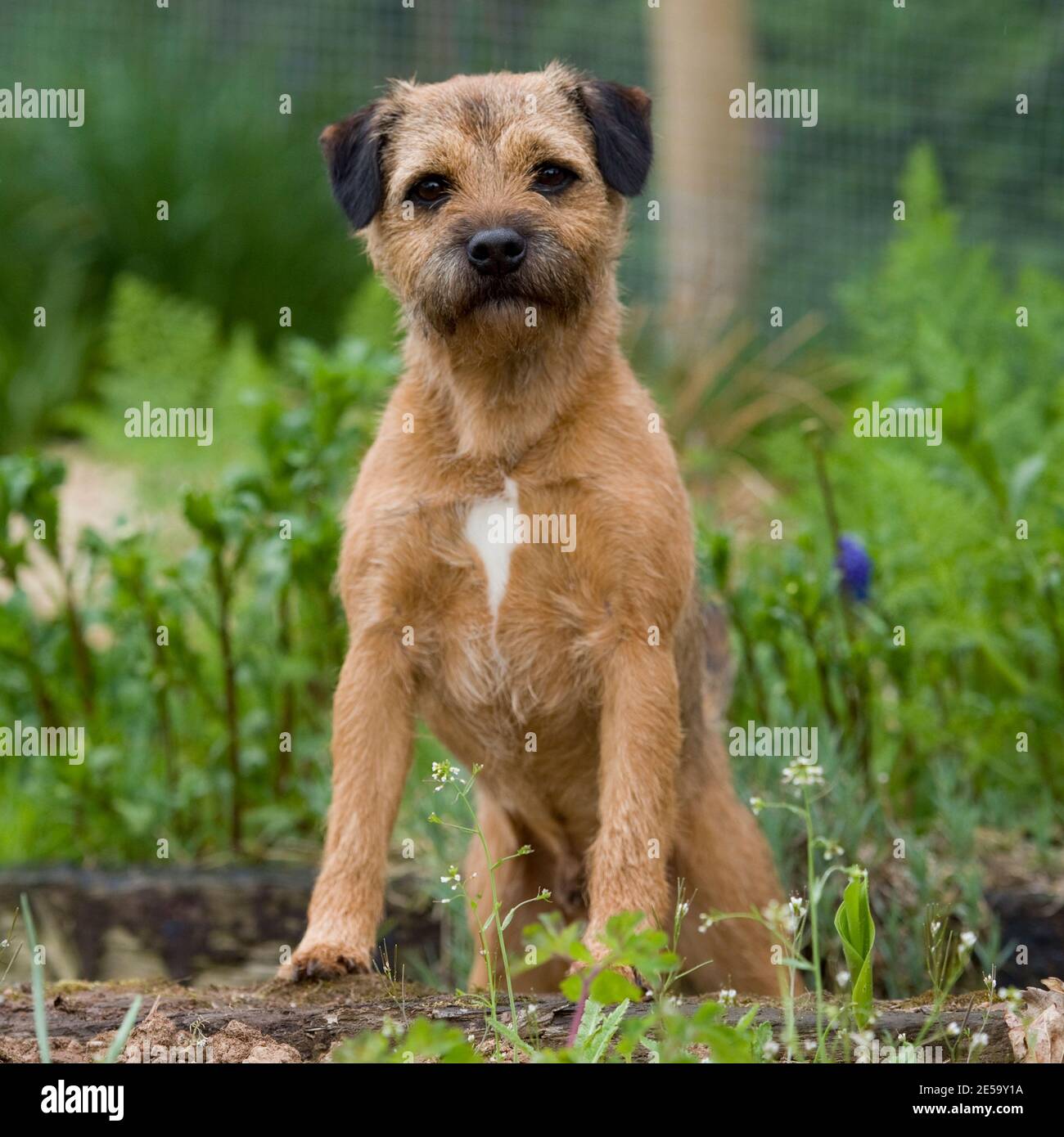 Border terrier adult standing hi-res stock photography and images - Alamy