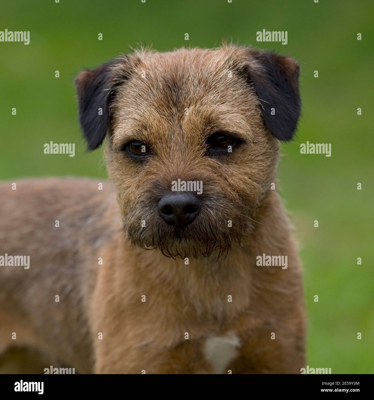 Border terrier head hi-res stock photography and images - Alamy