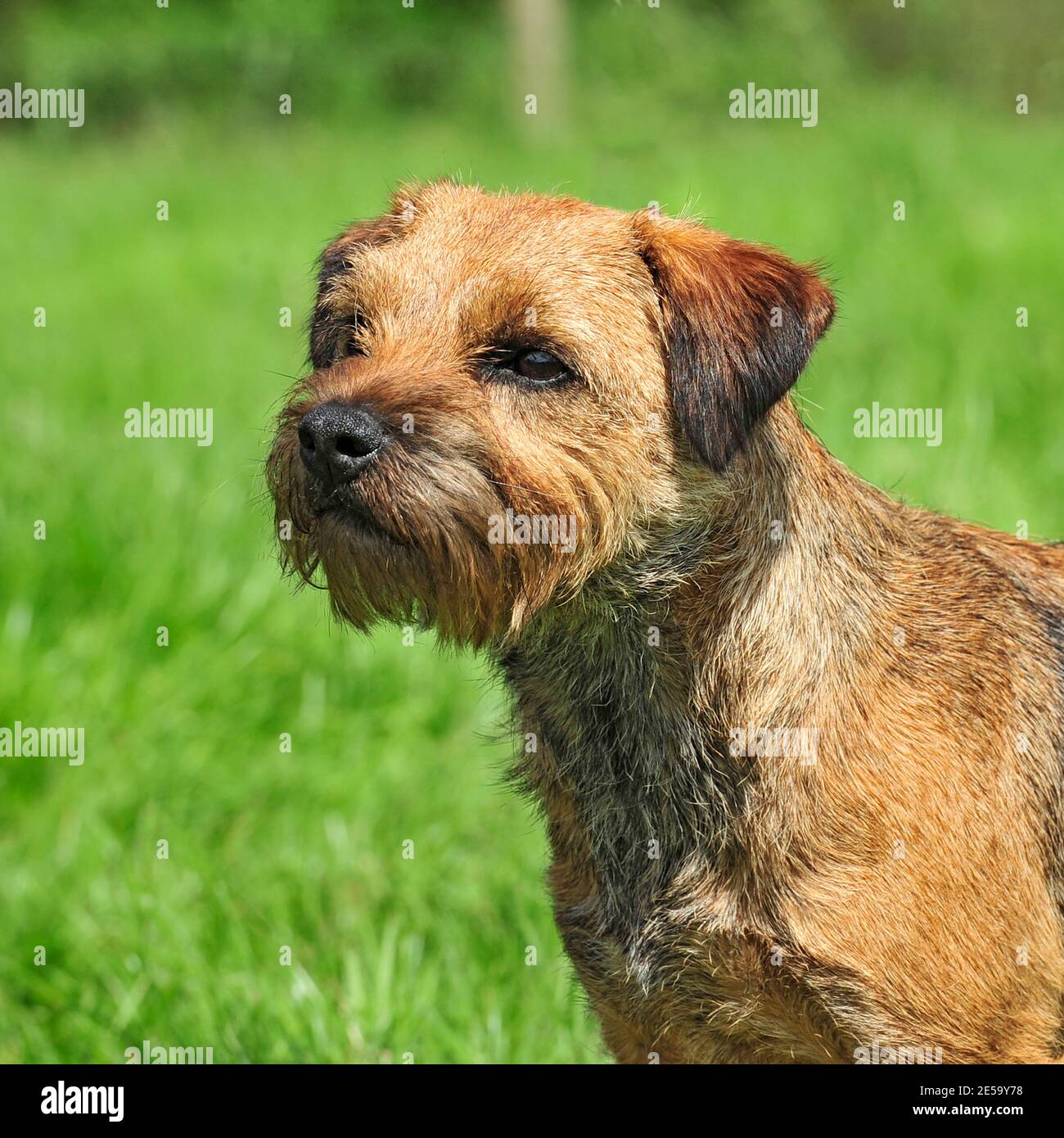 Border terrier head hi-res stock photography and images - Alamy