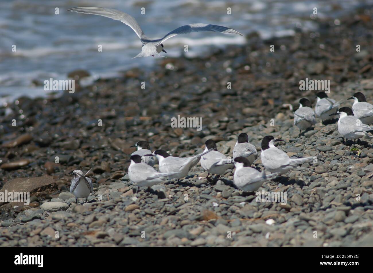 White-fronted terns Sterna striata. Clifton. North Island. New Zealand ...