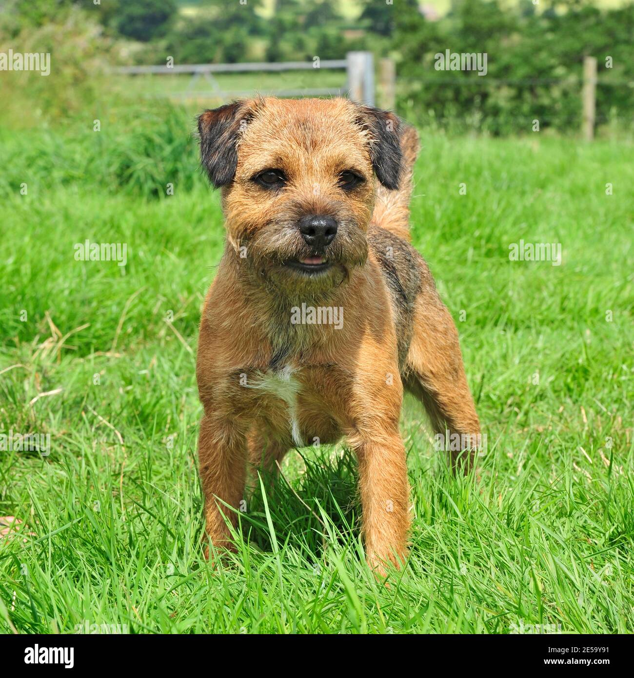 Pedigree border terrier hi-res stock photography and images - Alamy