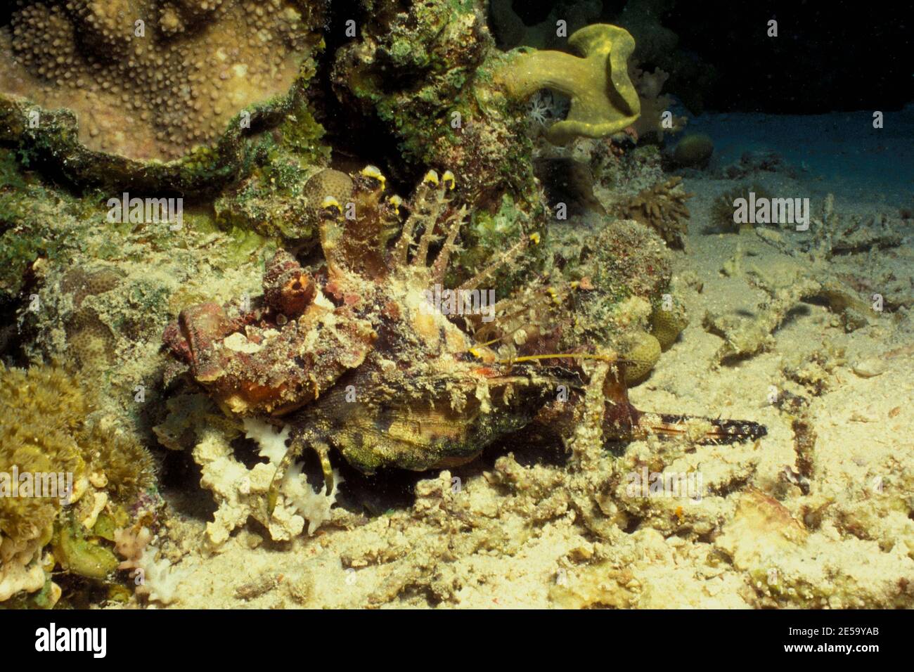 Two stick stingfish hi-res stock photography and images - Alamy