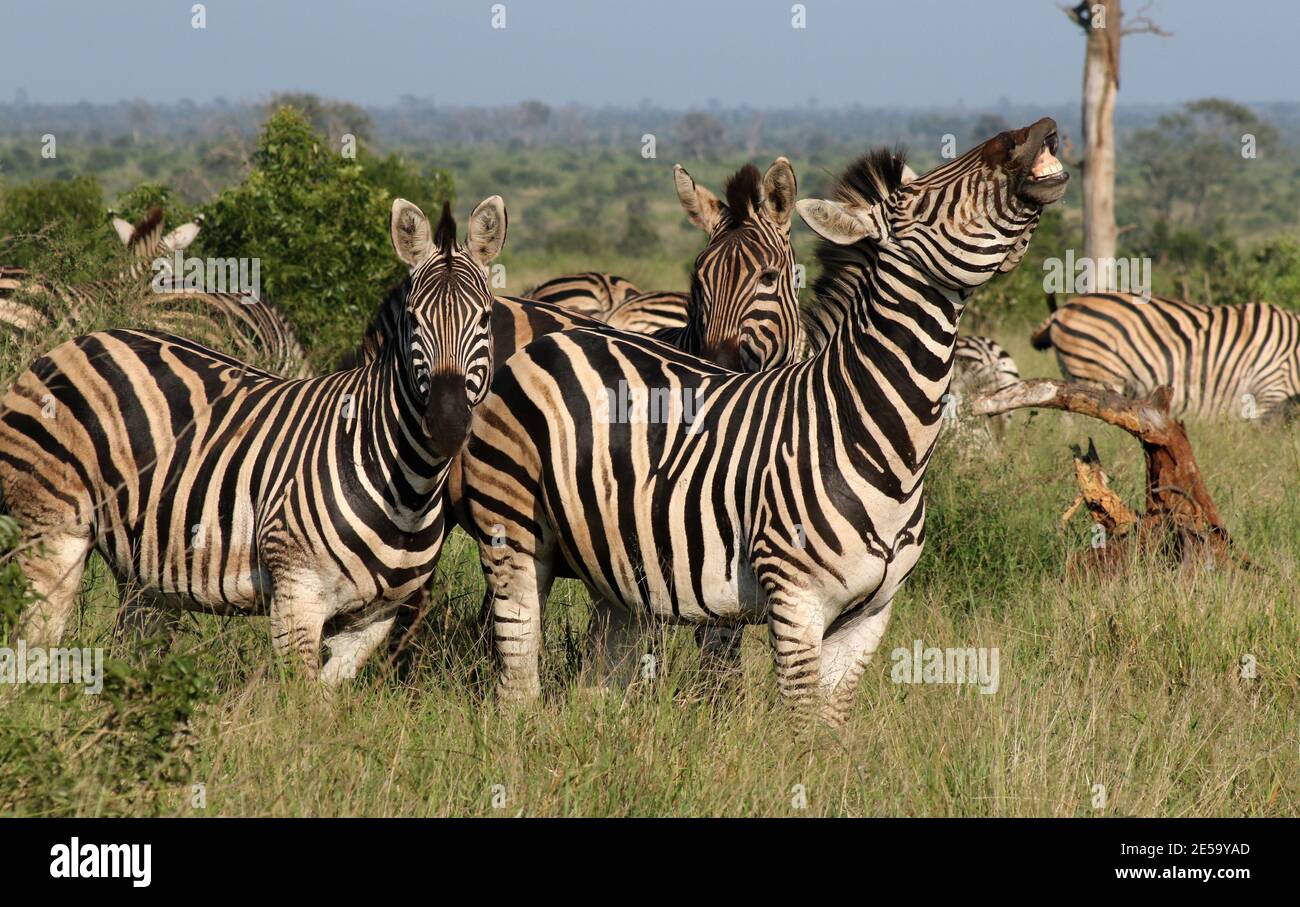 Herd of zebra playing around and smiling by showing their teeth Stock ...