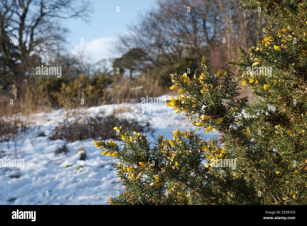 Scottish gorse in yellow flower. On Edinburgh's Corstorphine Hill ...