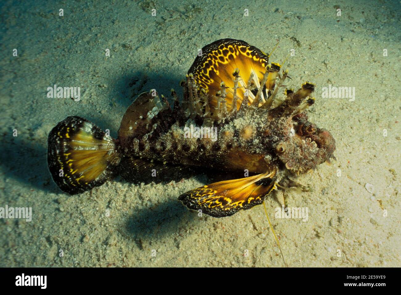 Inimicus filamentosus, filament-finned stinger, devil scorpionfish ...