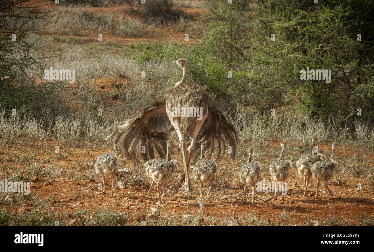 Ostrich hen with her chick on the Marsabit highway in Isiolo Stock ...