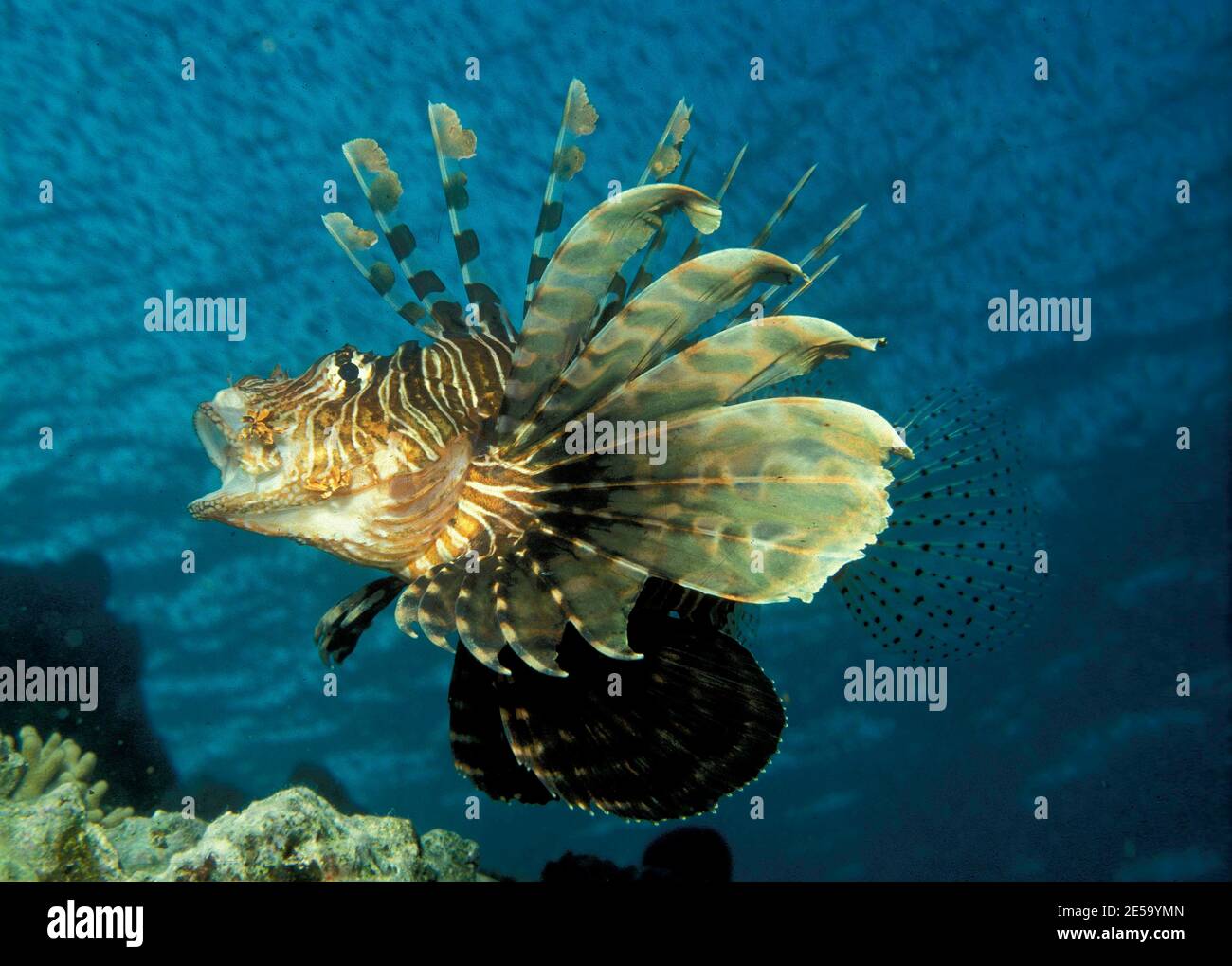 Pterois miles, Indischer Rotfeuerfisch, devil firefish, common lionfish ...