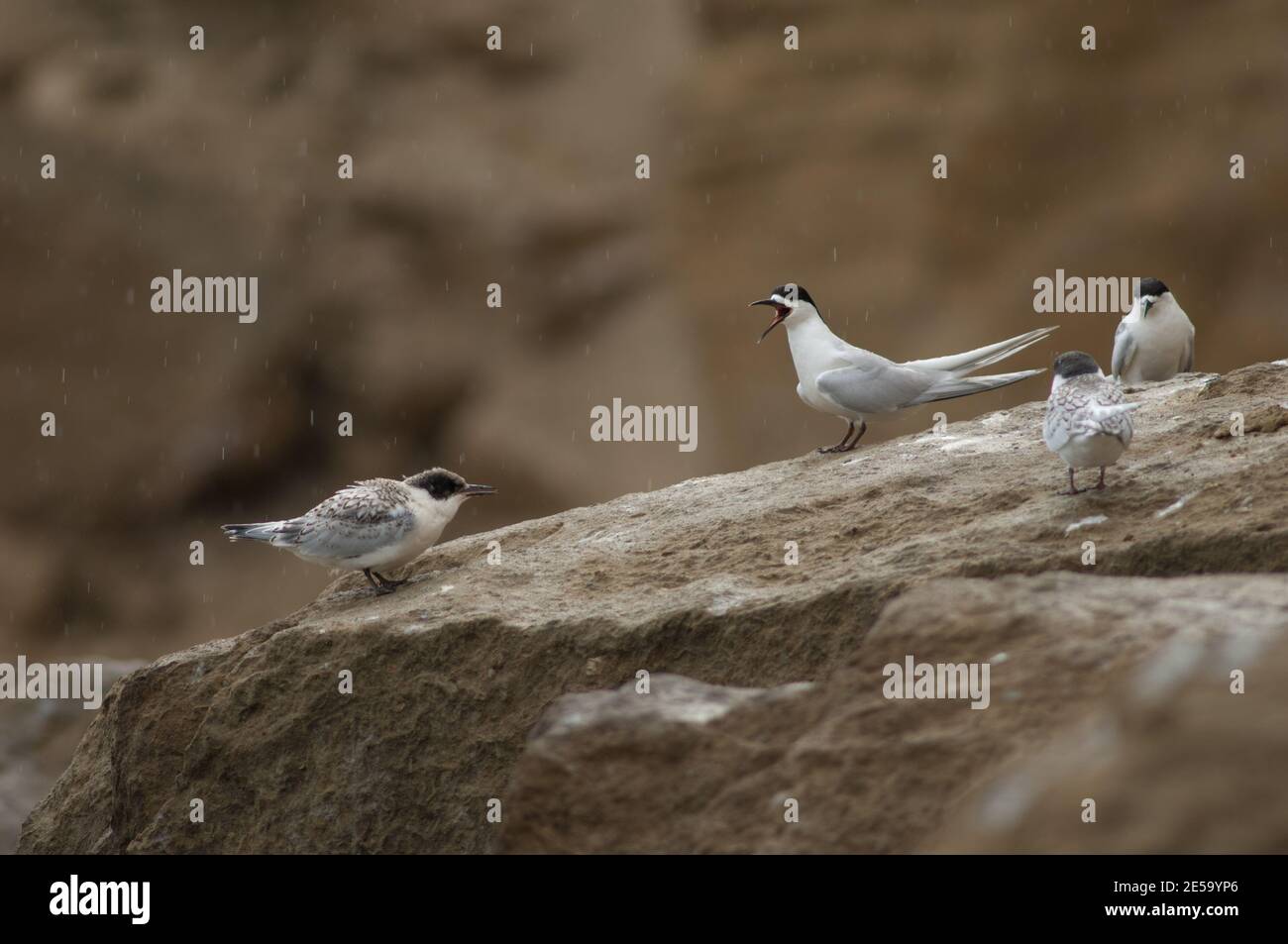 White-fronted terns Sterna striata. Juveniles and adults. Cape ...