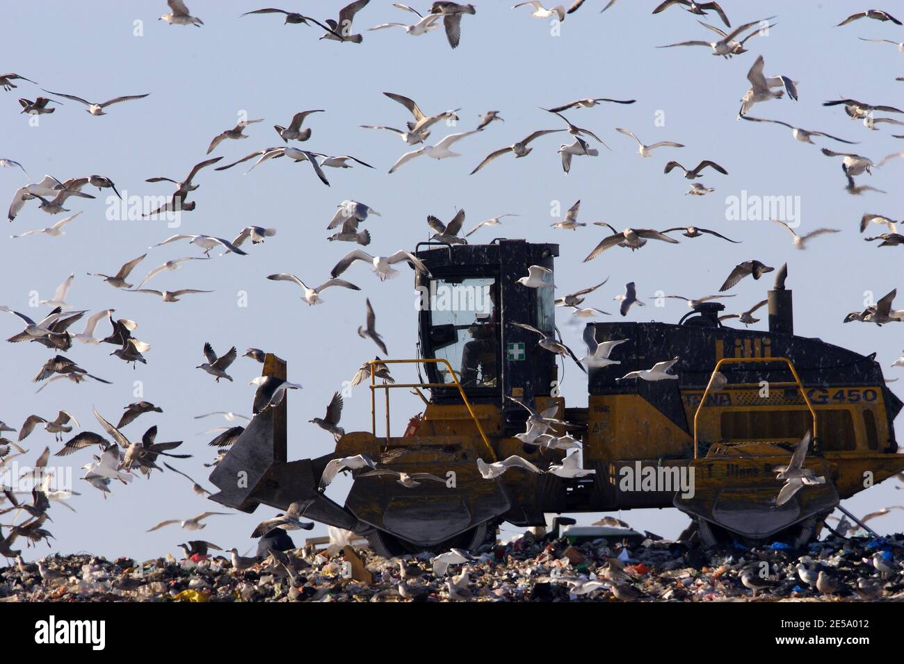 Gulls around tractor hi-res stock photography and images - Alamy