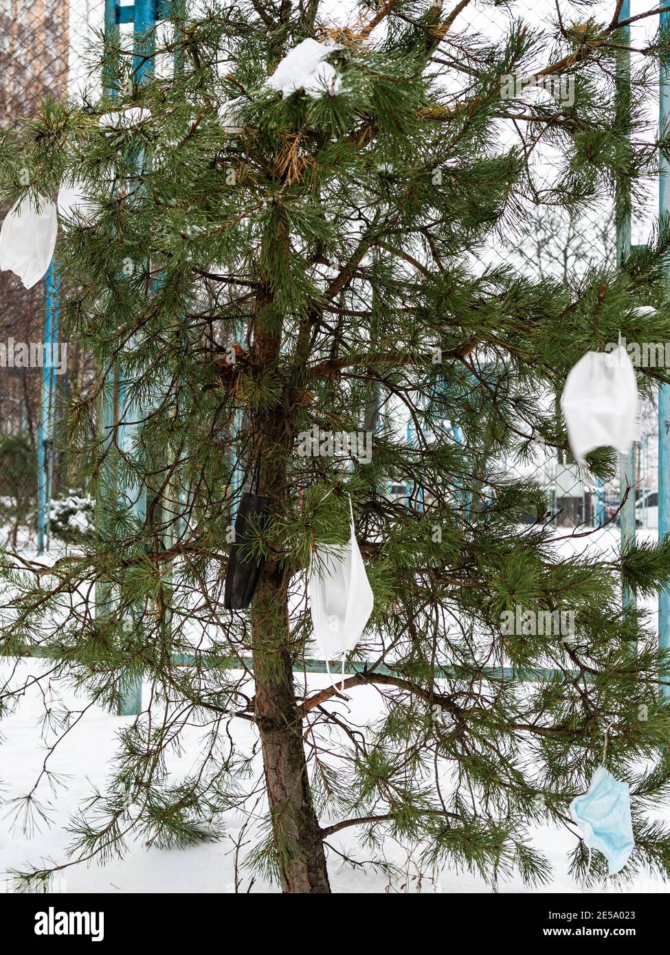 used disposable face masks are hanging on small pine tree on city ...