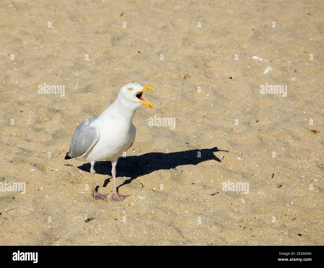Seagull Mouth Wide Open High Resolution Stock Photography and Images ...
