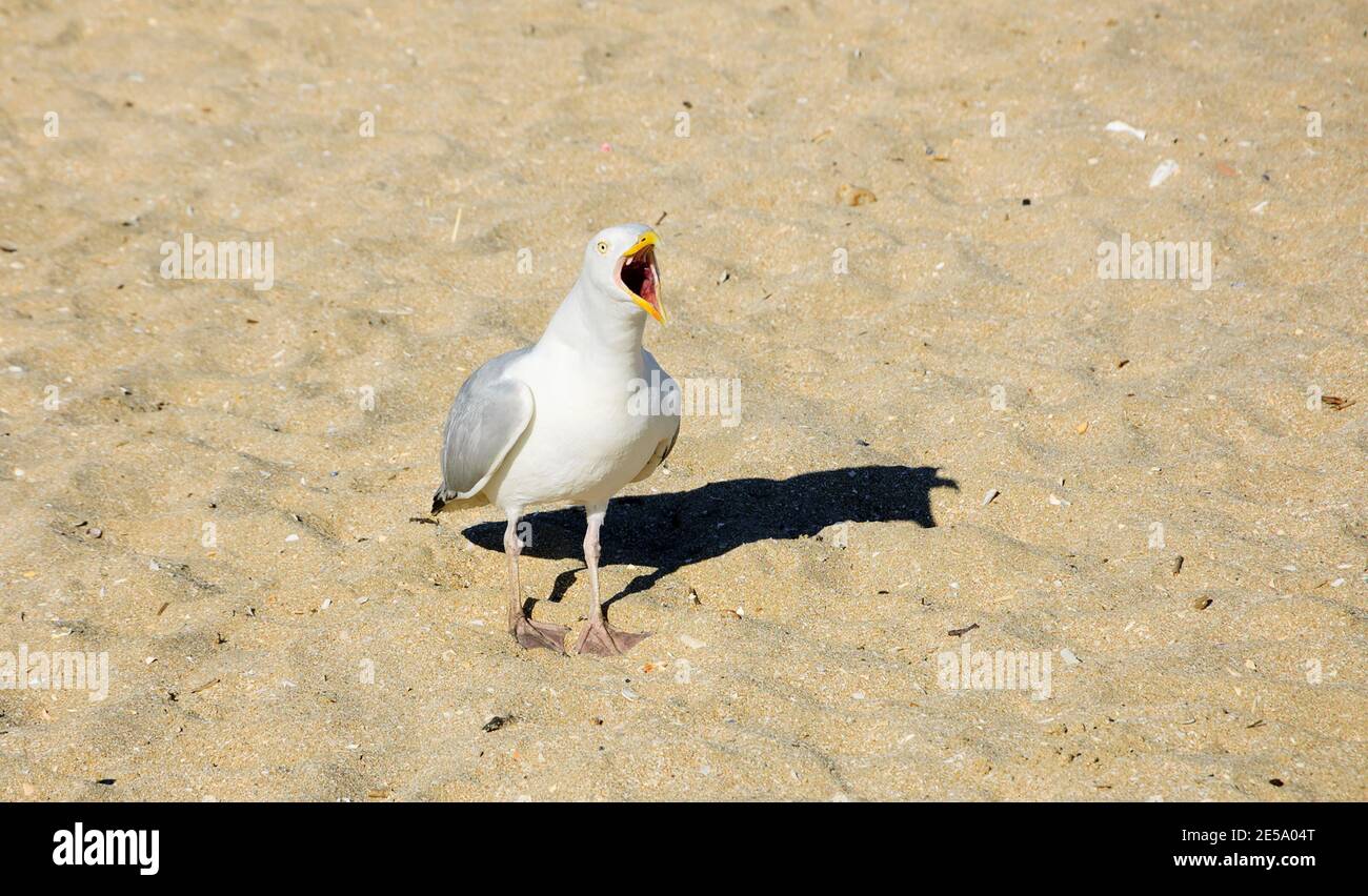 Screeches hi-res stock photography and images - Alamy