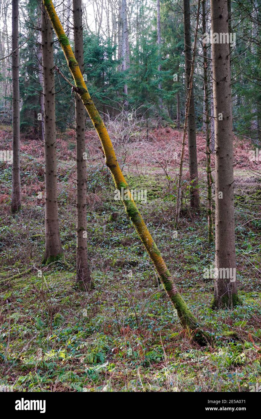 A vertical shot of a slanted colorful tree-stem in the woods Stock ...