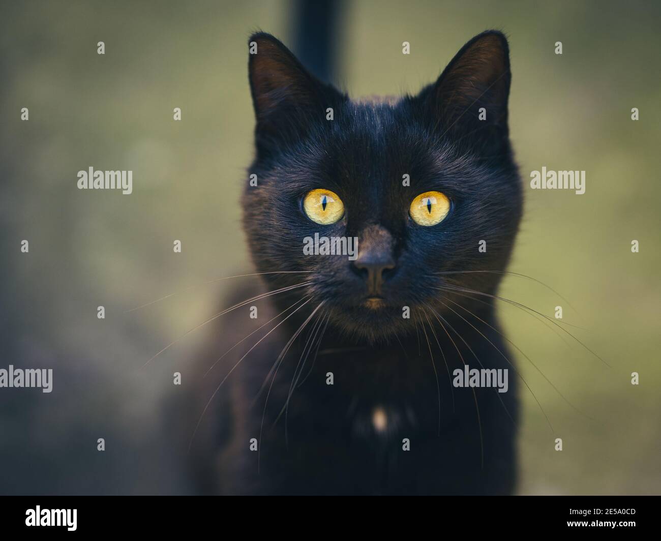 Feline hi-res stock photography and images - Alamy