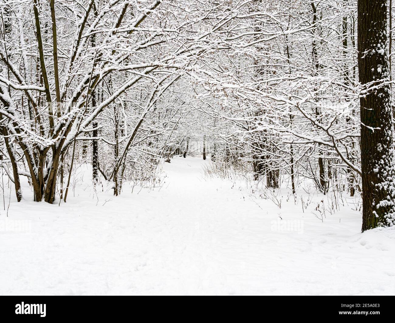 pathway in snow in snowy city park on overcast winter day Stock Photo ...
