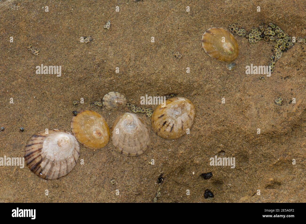 Cellana hi-res stock photography and images - Alamy