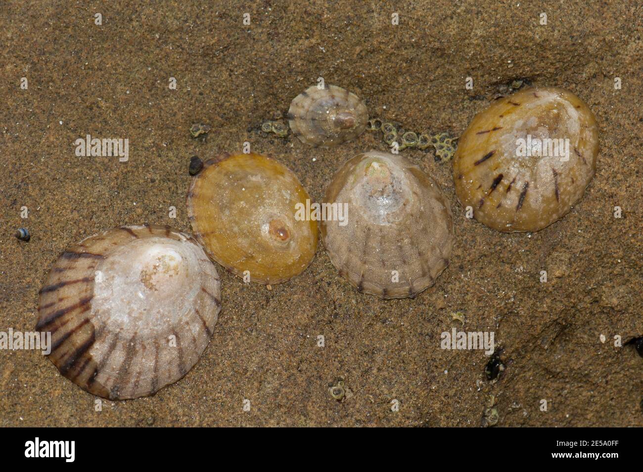Cellana High Resolution Stock Photography and Images - Alamy