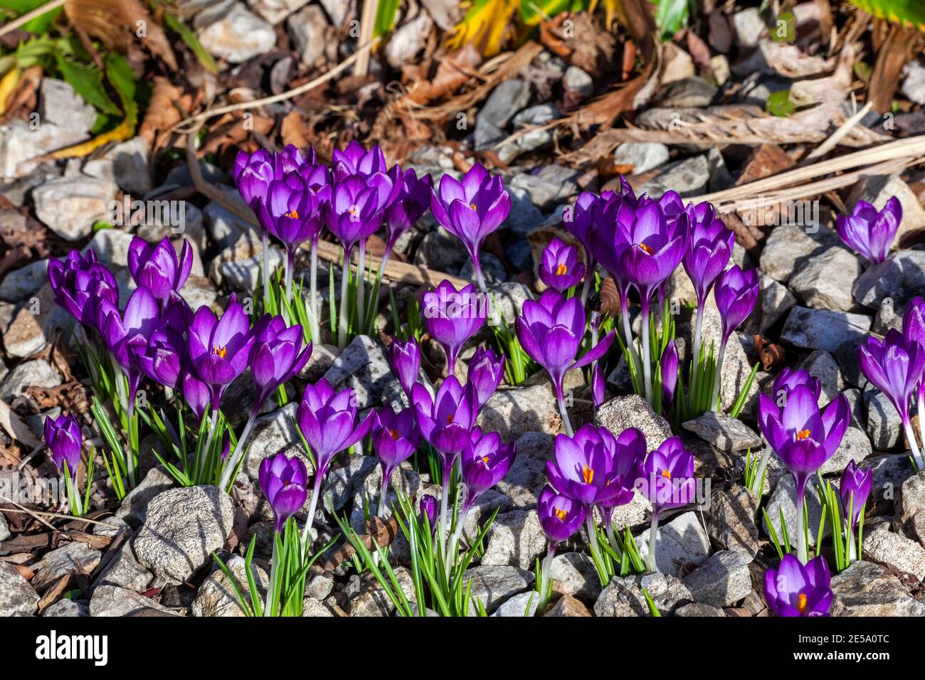 Crocus tommasinianus 'Yalta' a spring flowering bulbous plant with a ...