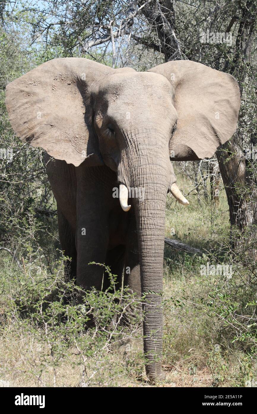Kruger national park tusks hi-res stock photography and images - Alamy