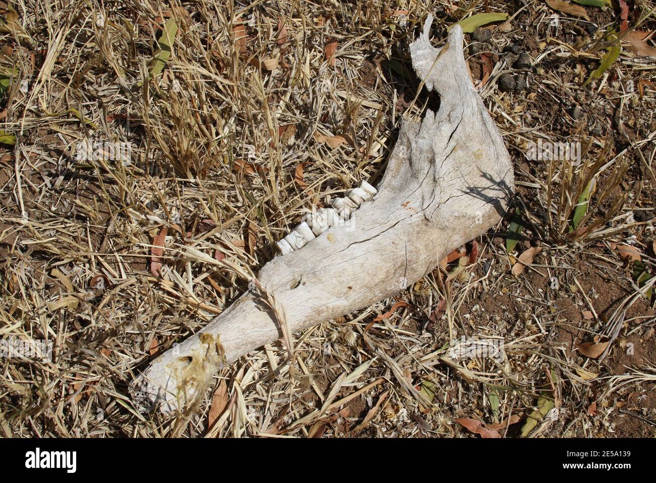 Animal jaw bone hi-res stock photography and images - Alamy