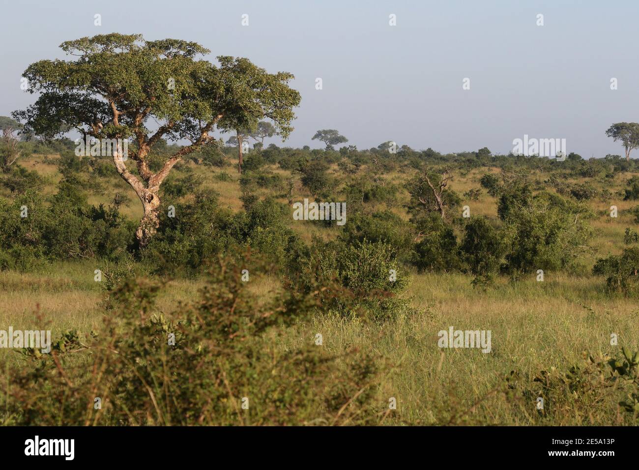 A large Maroela Tree dominating the landscape of the savannah in the ...