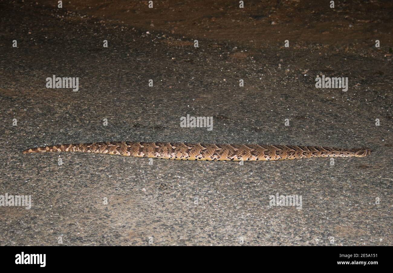 Huge puff adder crossing a tar road at night (Marloth Park Stock Photo - Alamy