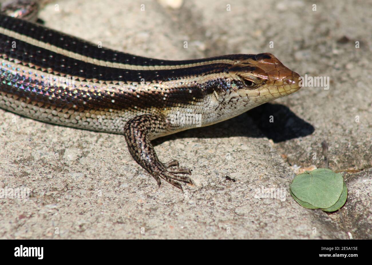 Rainbow skink in the Kruger National Park in South Africa eying an ant ...
