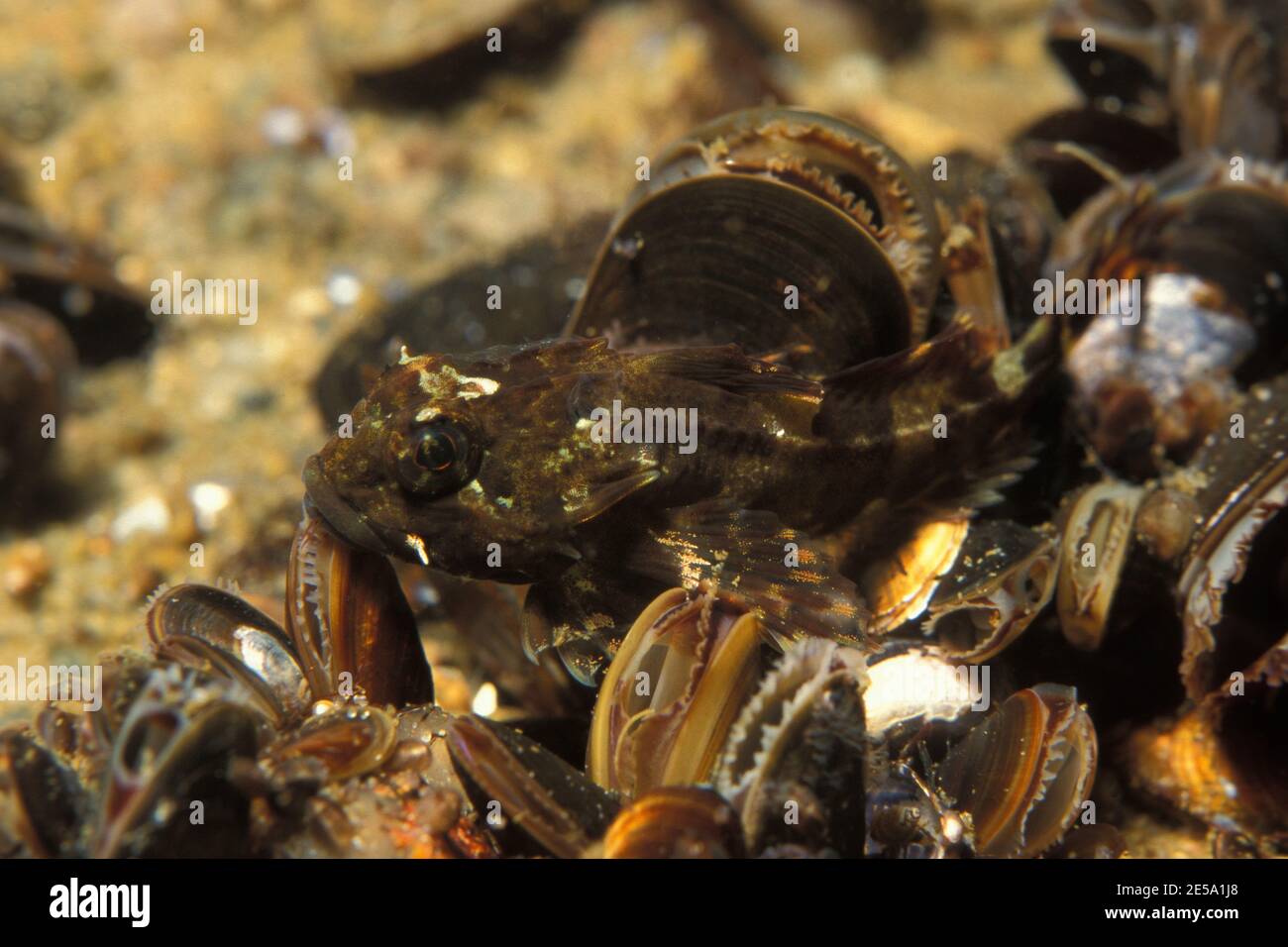 Allomimese hi-res stock photography and images - Alamy