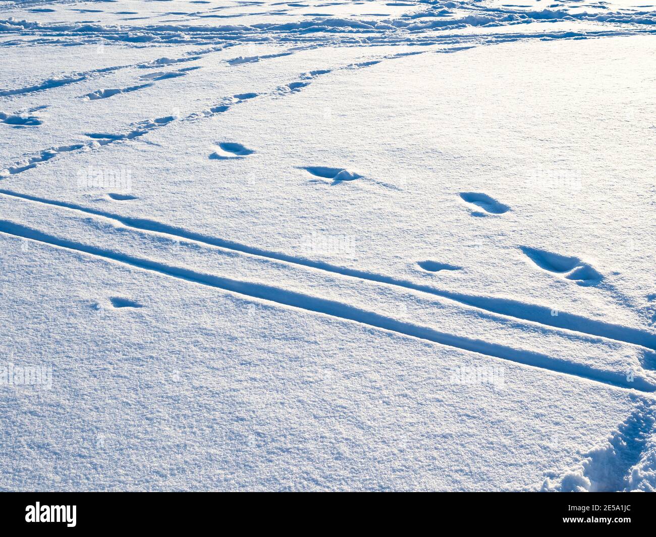 blue surface of snow illuminated by setting sun with ski tracks and ...