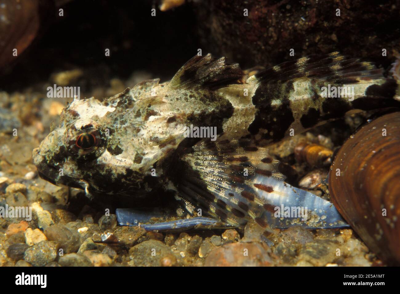 Taurulus bubalis, longspined bullhead, longspined sea-scorpion ...