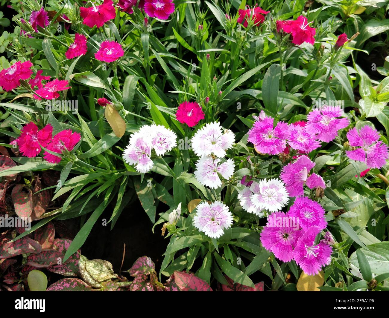 Carnation chinese hi-res stock photography and images - Alamy