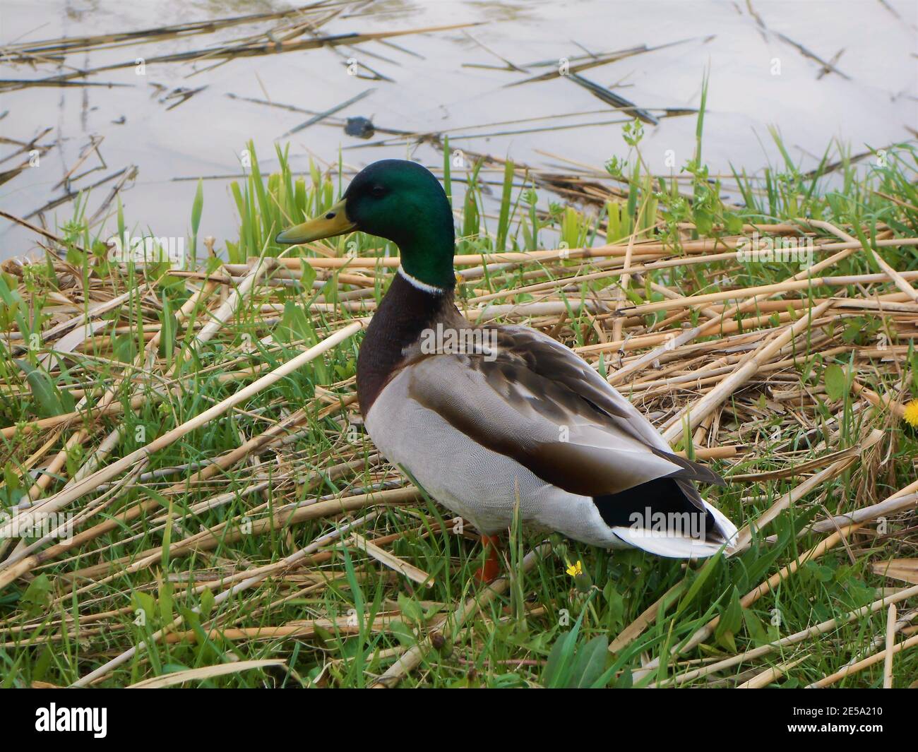 Closeup shot of a duck on the shore of the reed lake in the spring in Budapest suburb, Hungary ...