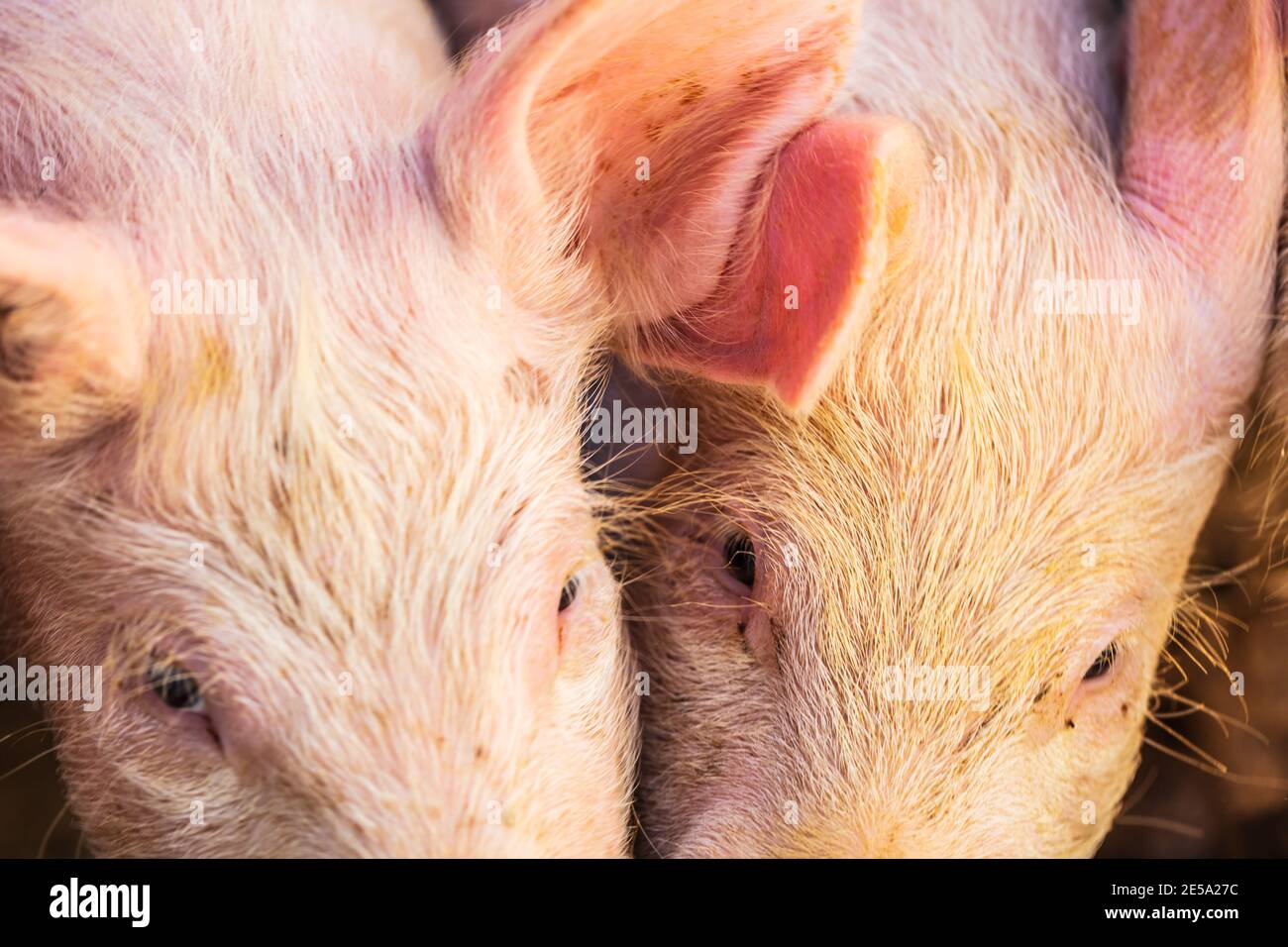 Two pigs standing side by side hi-res stock photography and images - Alamy